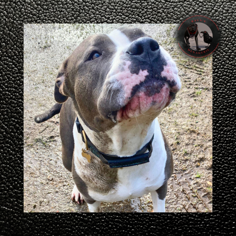 5 Reasons to pamper your pet with leather - Ravn Leather